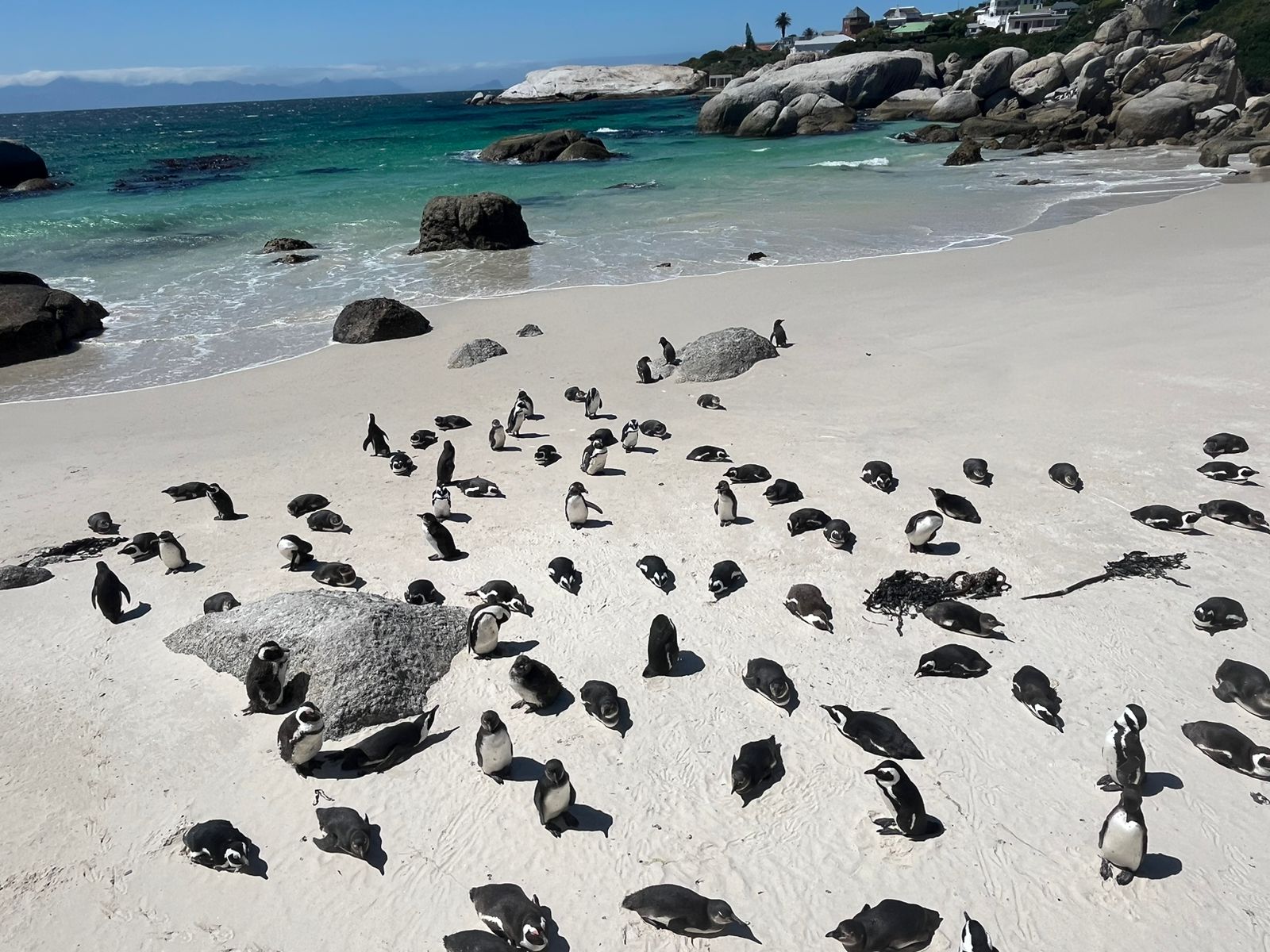 Boulders Beach Penguin Colony A Visitor S Guide Conservation Story
